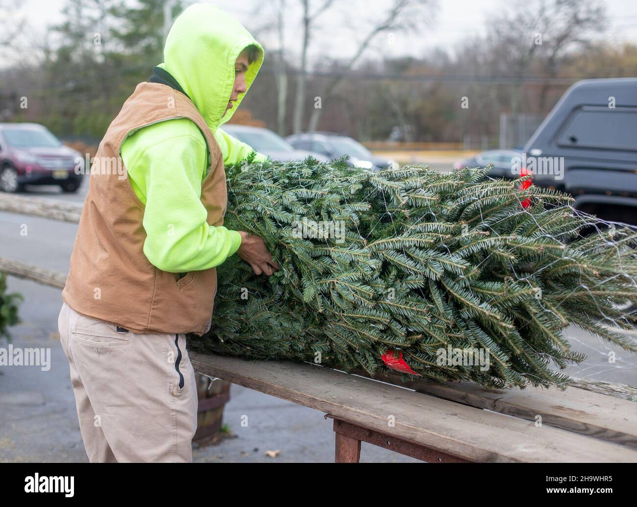Worker preparing a Christmas tree for a customer Stock Photo - Alamy