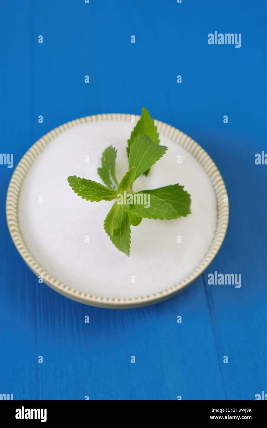 Stevia rebaudiana.Stevia twig into stevia powder in a cup on bright ...