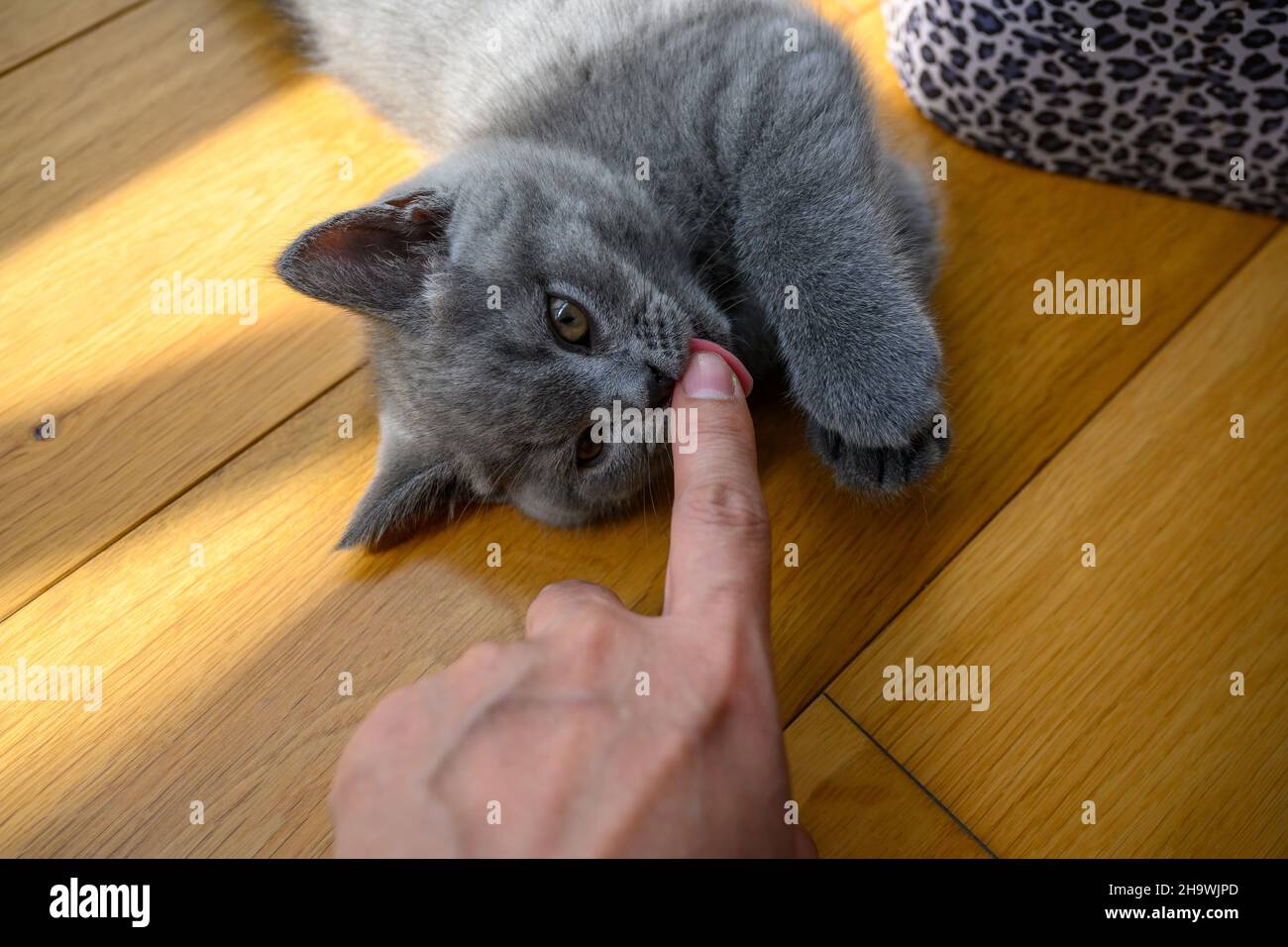 Cat biting hand hi-res stock photography and images - Alamy