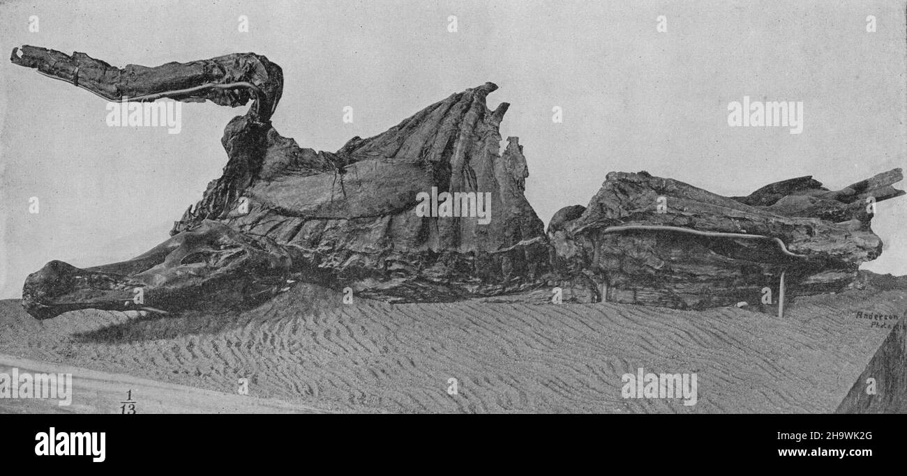 Edmontosaurus mummy hi-res stock photography and images - Alamy