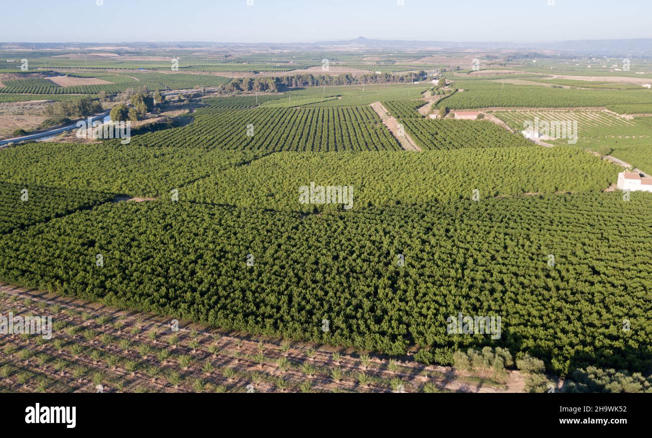 Peach trees grove hi-res stock photography and images - Alamy