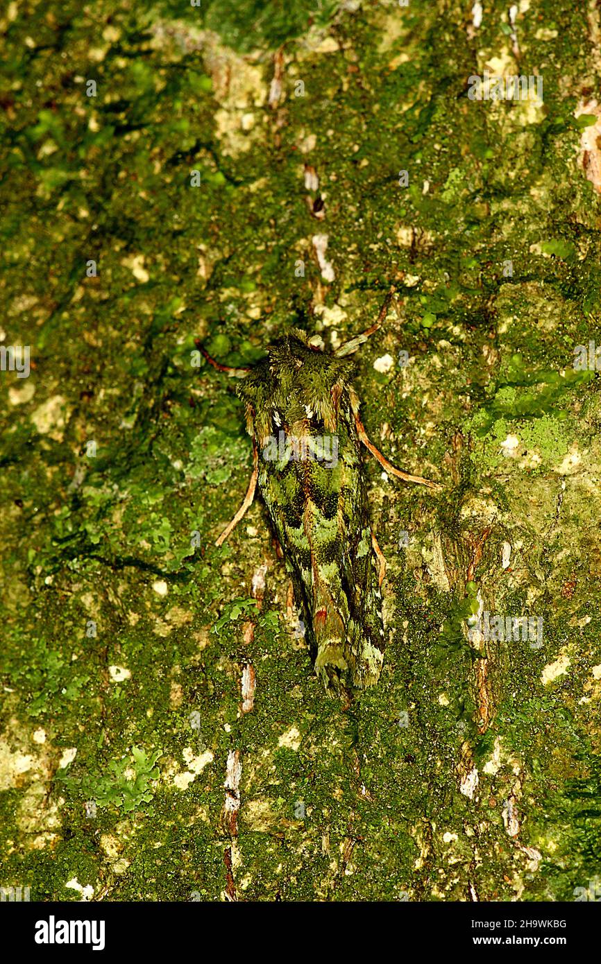 Cryptic moth coloration Stock Photo - Alamy