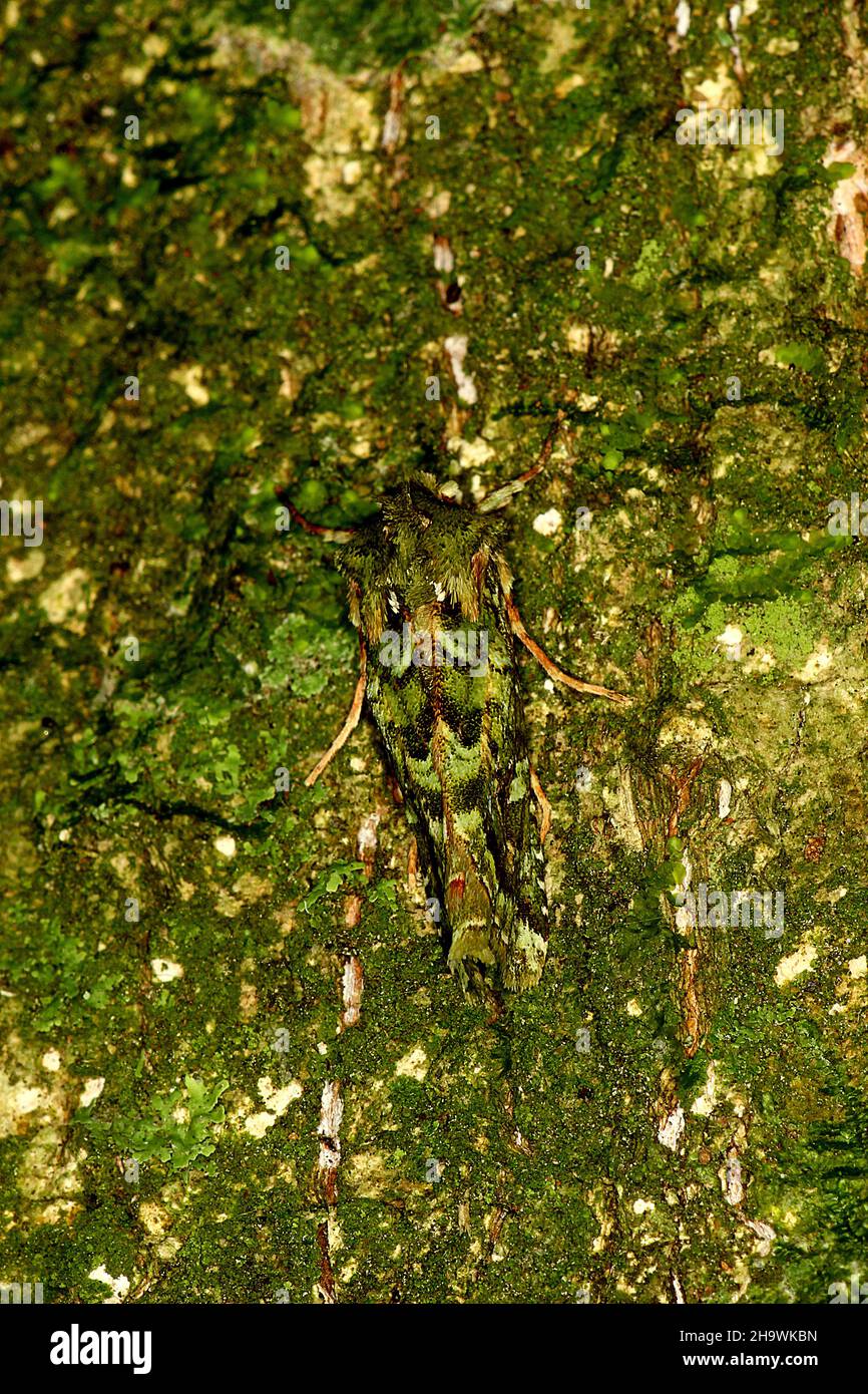 Cryptic moth coloration Stock Photo - Alamy