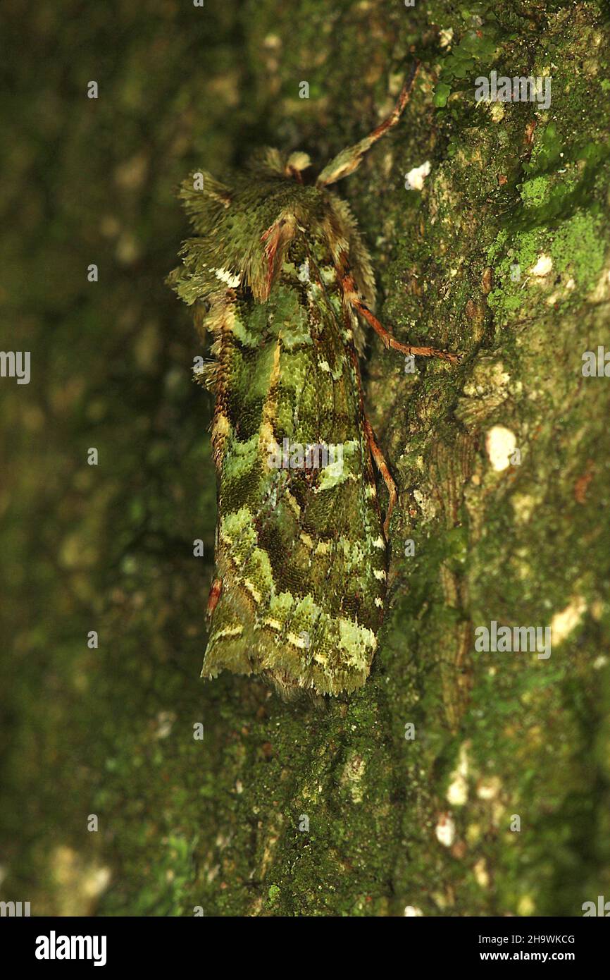 Cryptic moth coloration Stock Photo - Alamy