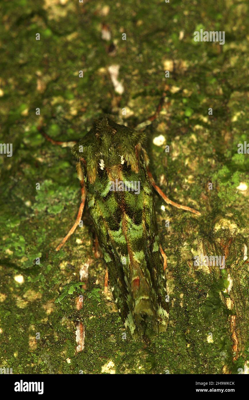 Cryptic moth coloration Stock Photo - Alamy