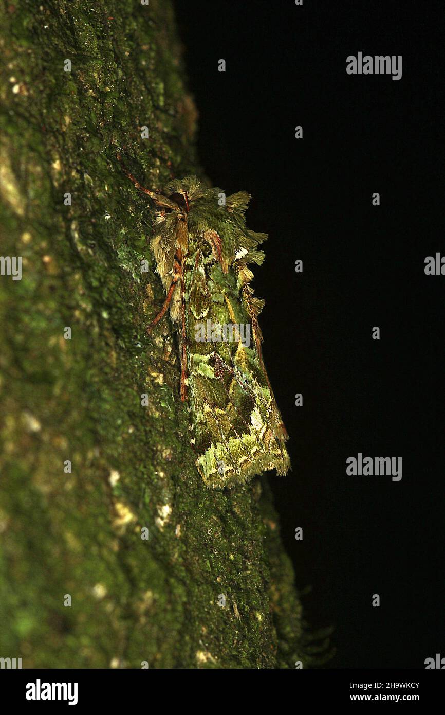 Cryptic moth coloration Stock Photo - Alamy