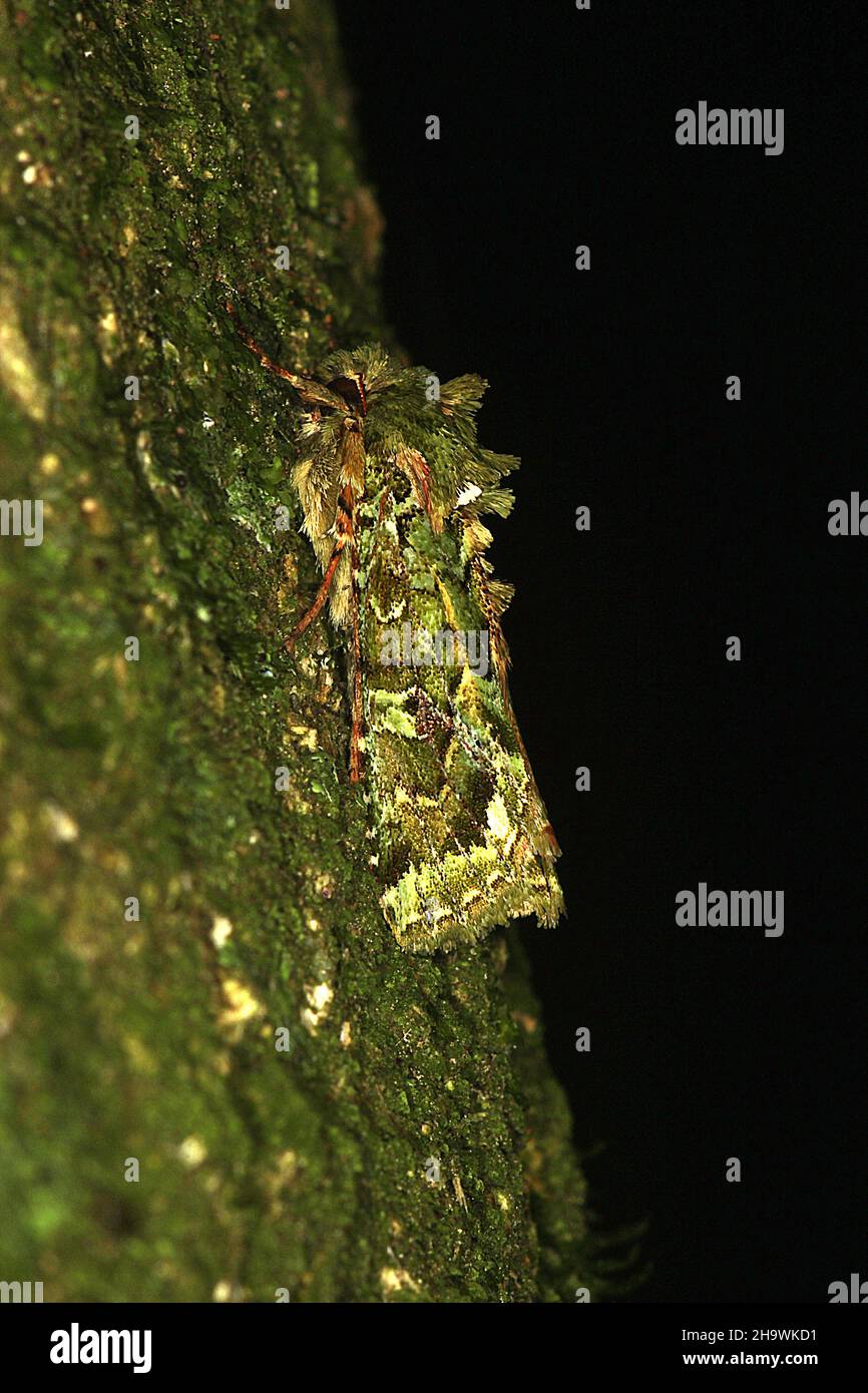 Cryptic moth coloration Stock Photo - Alamy