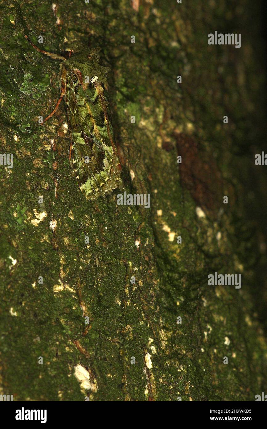 Cryptic moth coloration Stock Photo - Alamy