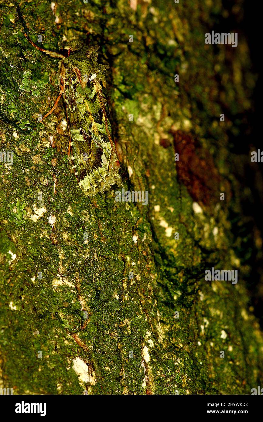 Cryptic moth coloration Stock Photo - Alamy