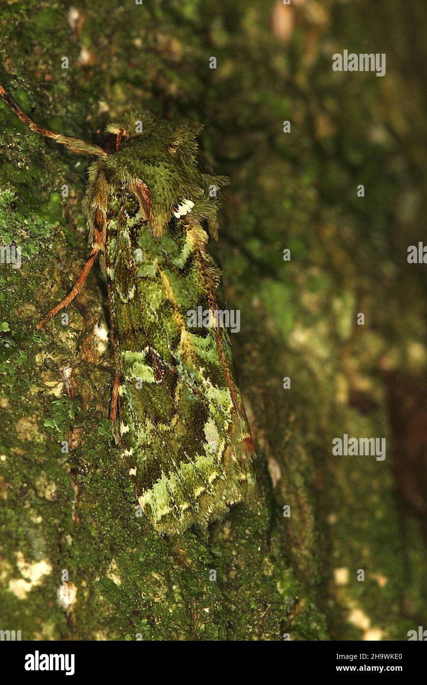 Cryptic moth coloration Stock Photo - Alamy