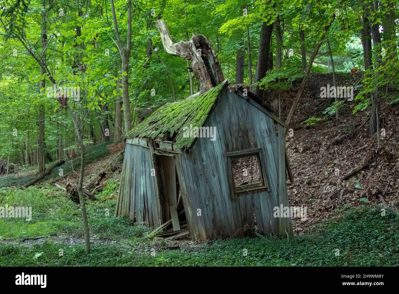 Abandoned broken barn in the forest Stock Photo - Alamy