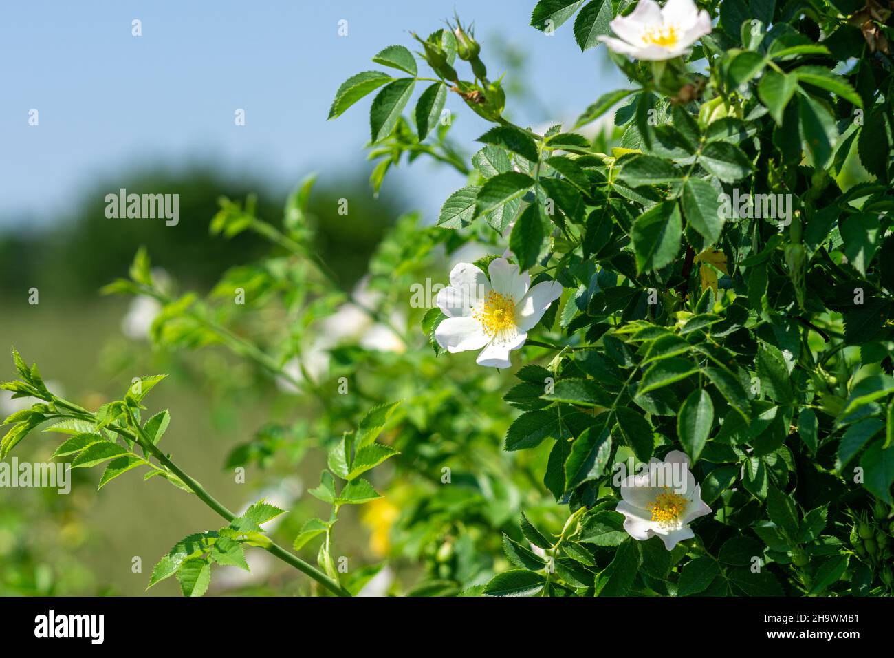 Sunny day in the wilderness with vibrant daisies on lush green trees ...
