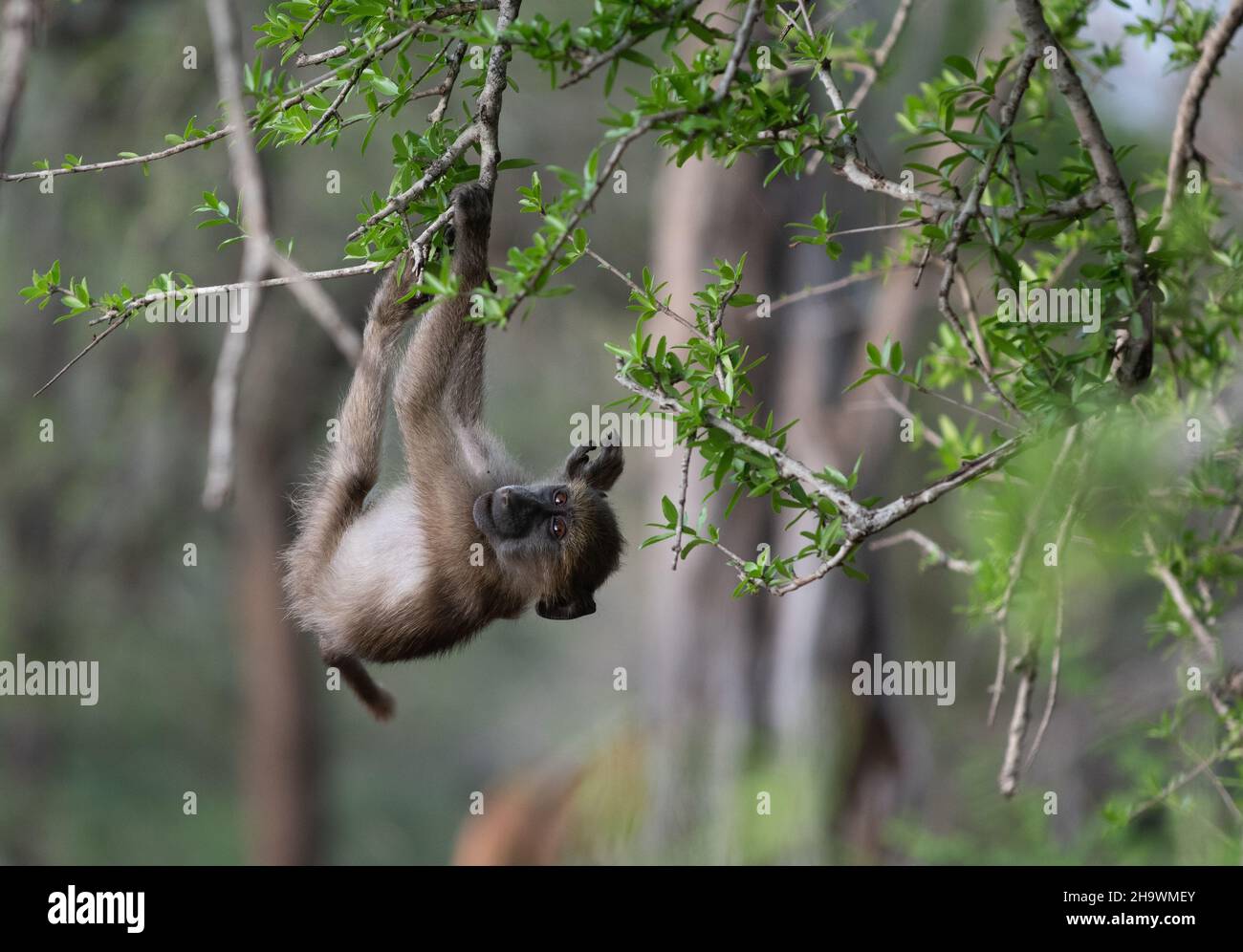 Playful young chacma baboon hanging in a tree in Kruger National Park ...