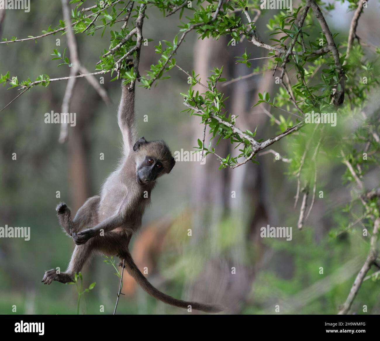 Playing hanging tree park hi-res stock photography and images - Alamy