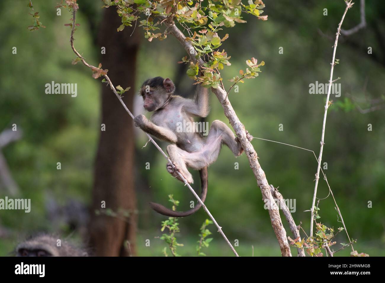 Playful young chacma baboon hanging in a tree in Kruger National Park ...