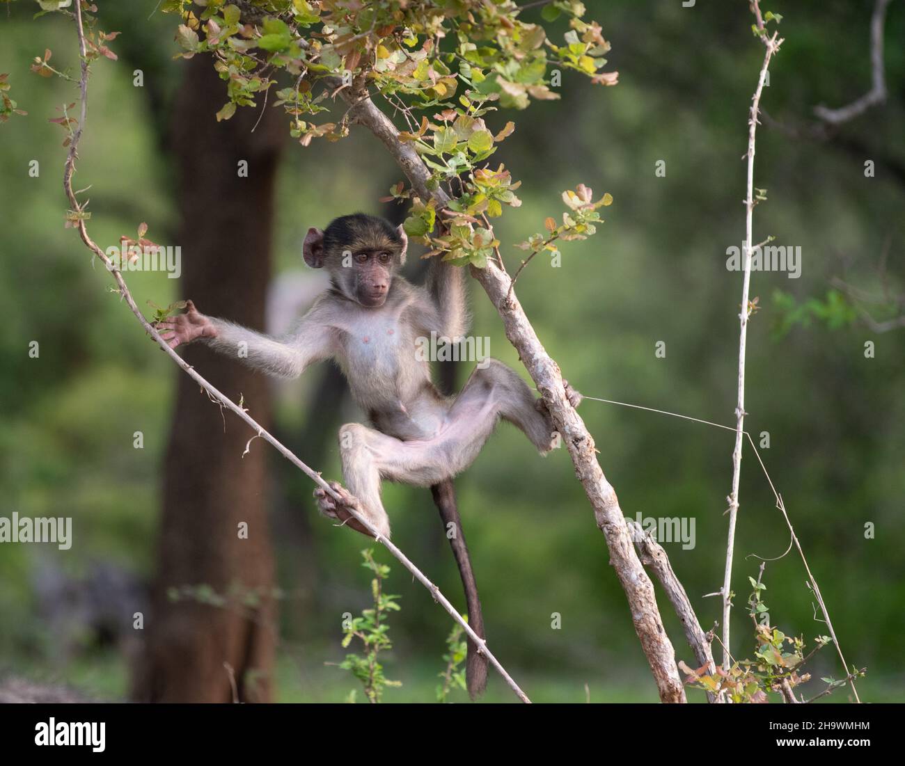 Playful young chacma baboon hanging in a tree in Kruger National Park ...