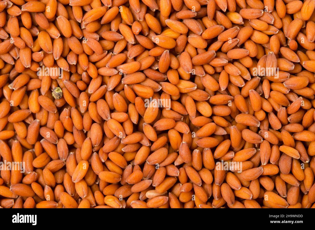 Seeds of Lepidium sativum texture as background Stock Photo - Alamy