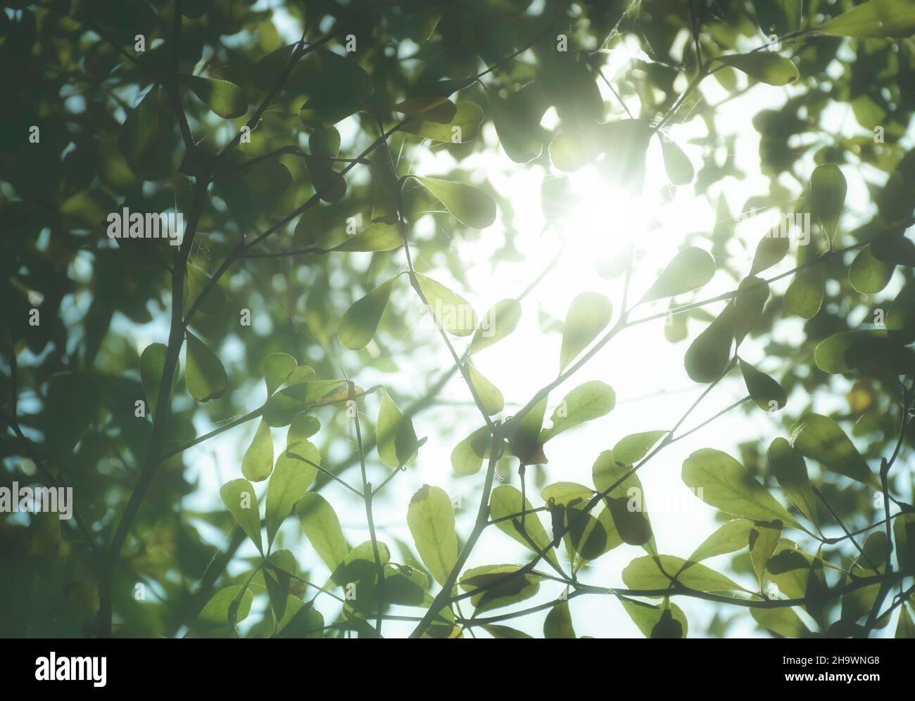 Green leaf with sunlight background Stock Photo - Alamy