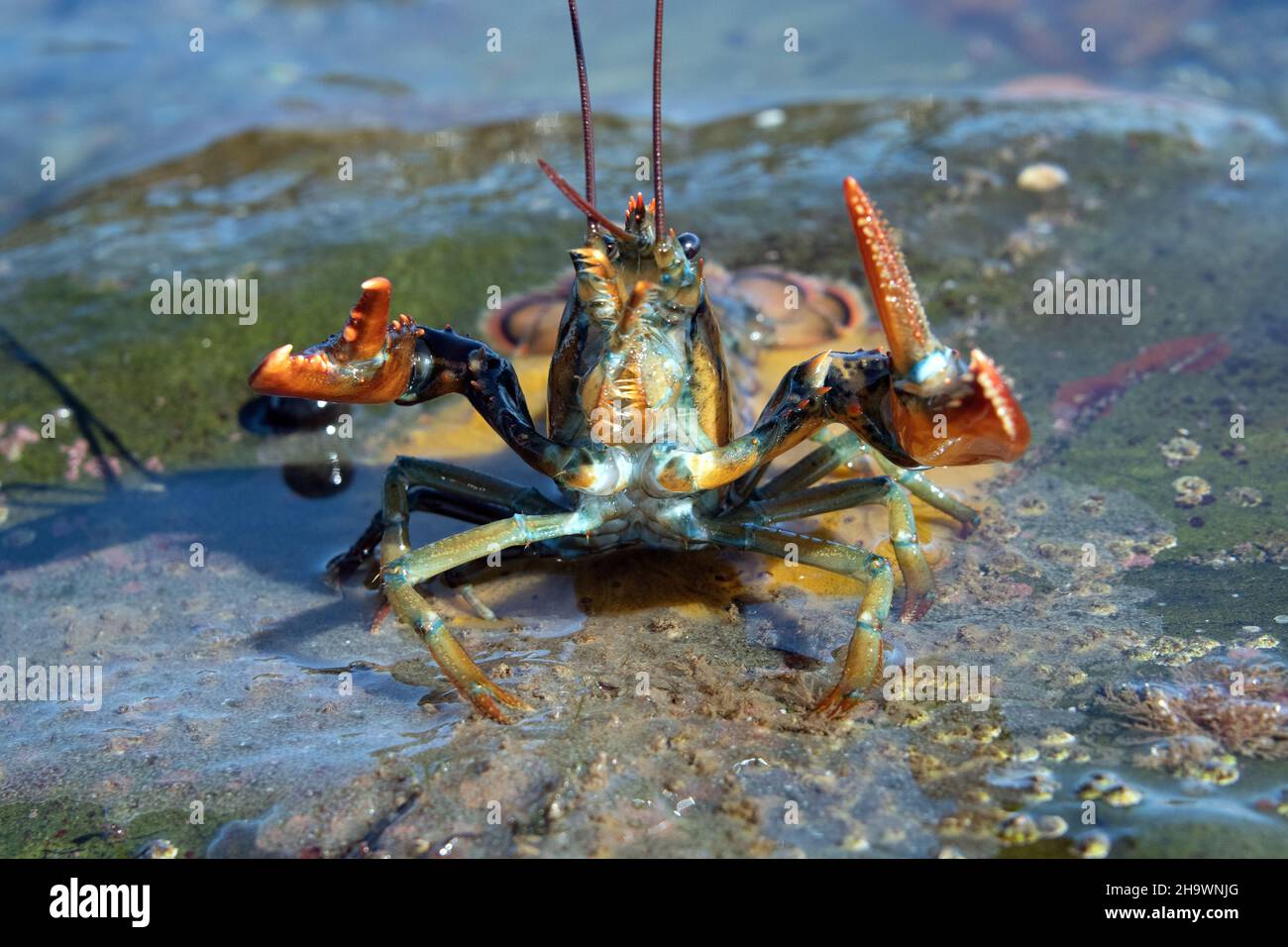 American Lobster (Homarus americanus Stock Photo - Alamy