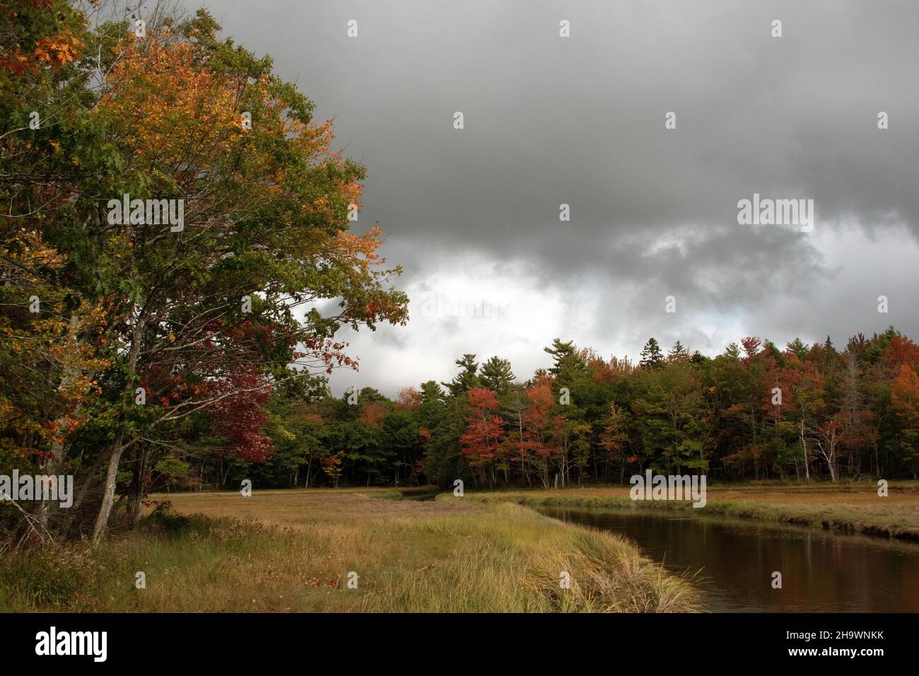 Fall color in a deciduous forest Stock Photo - Alamy
