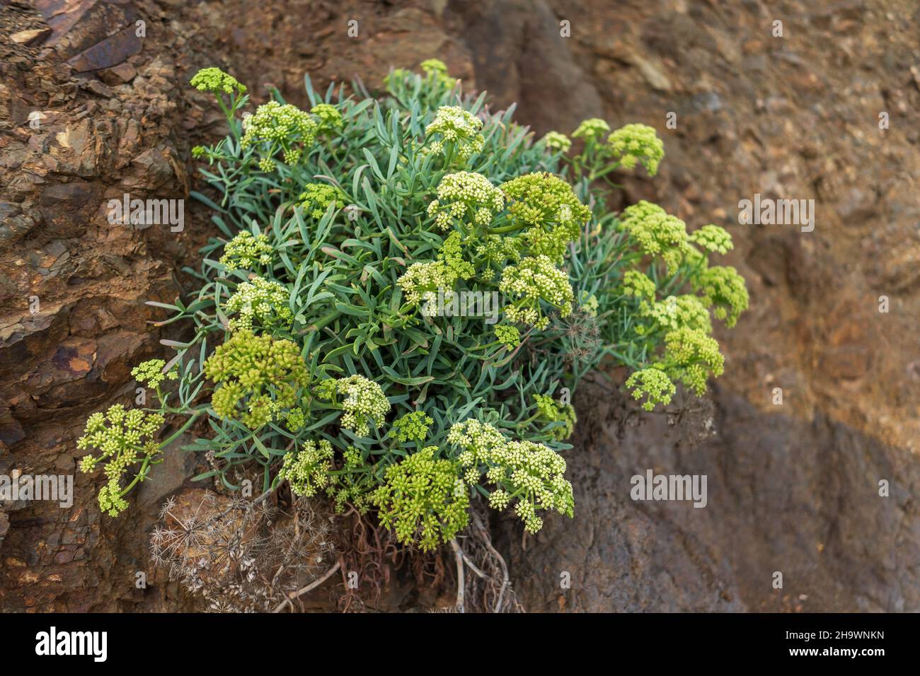 The flowers of Sea fennel (Crithmum maritimum Stock Photo - Alamy