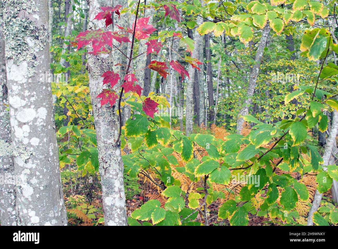 Fall color in a deciduous forest Stock Photo - Alamy