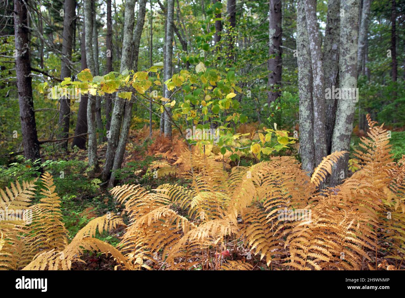 Fall color in a deciduous forest Stock Photo - Alamy