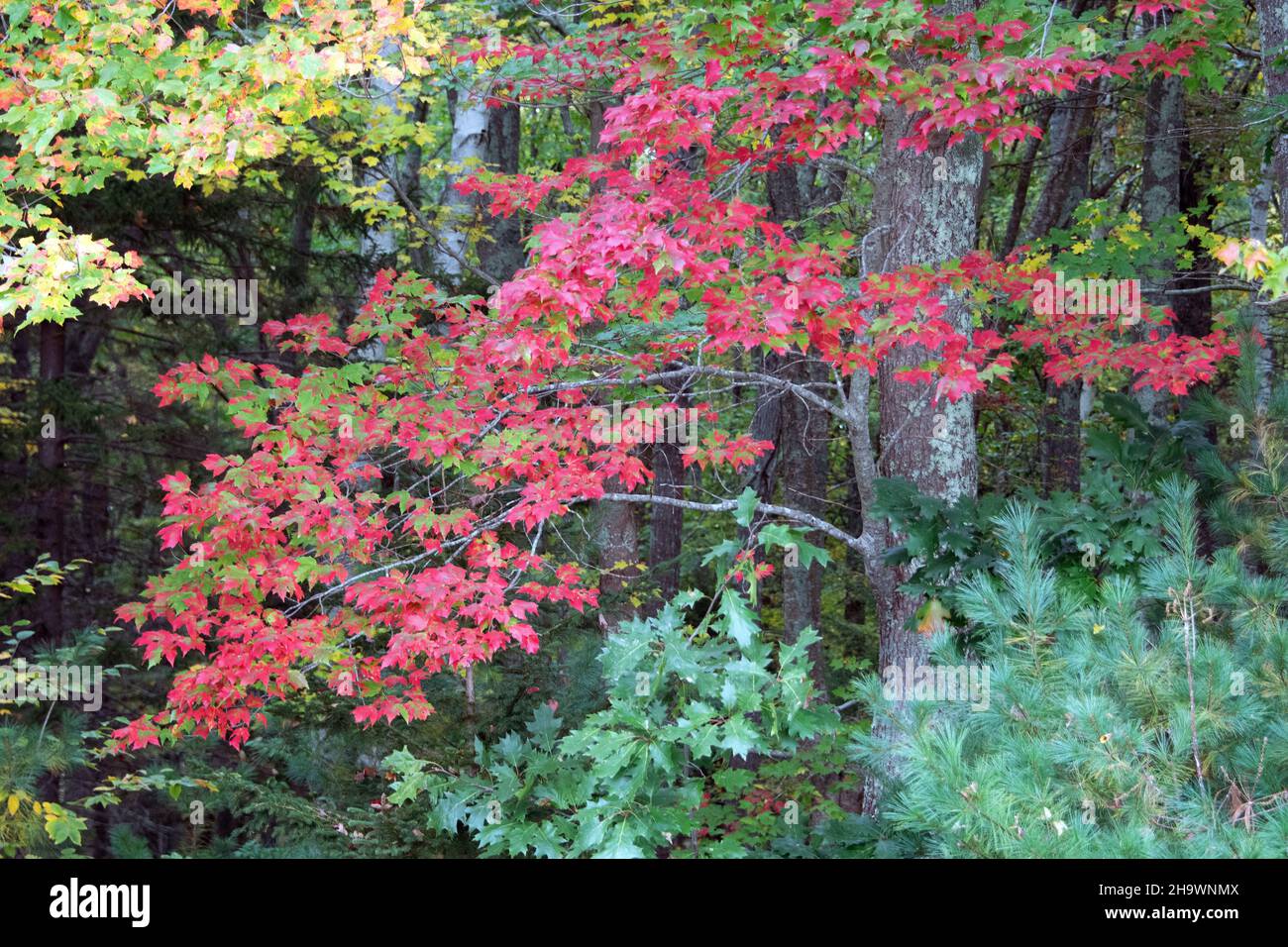 Fall color in a deciduous forest Stock Photo - Alamy