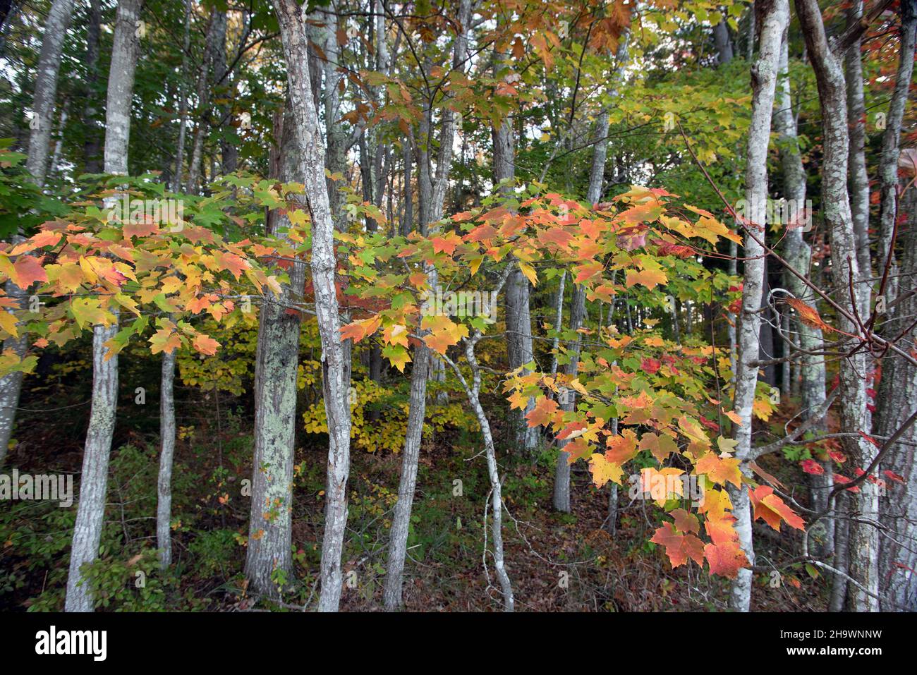 Fall color in a deciduous forest Stock Photo - Alamy