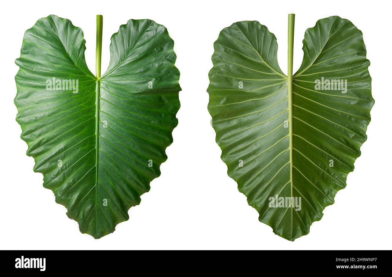 Tropical elephant ear leaf Cut Out Stock Images & Pictures - Alamy