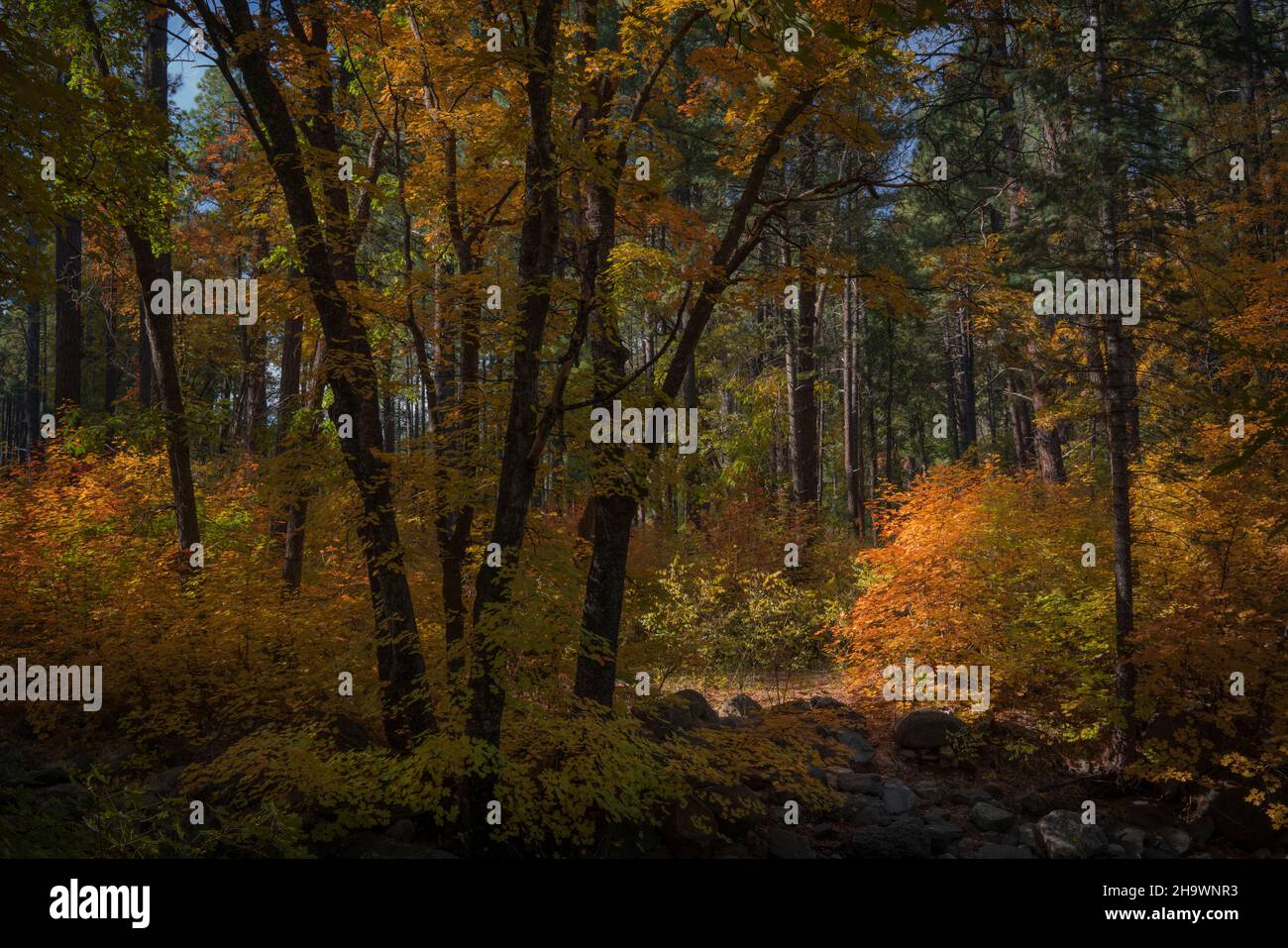 The filtered sunlight breaks through the the trees to illuminate the ...