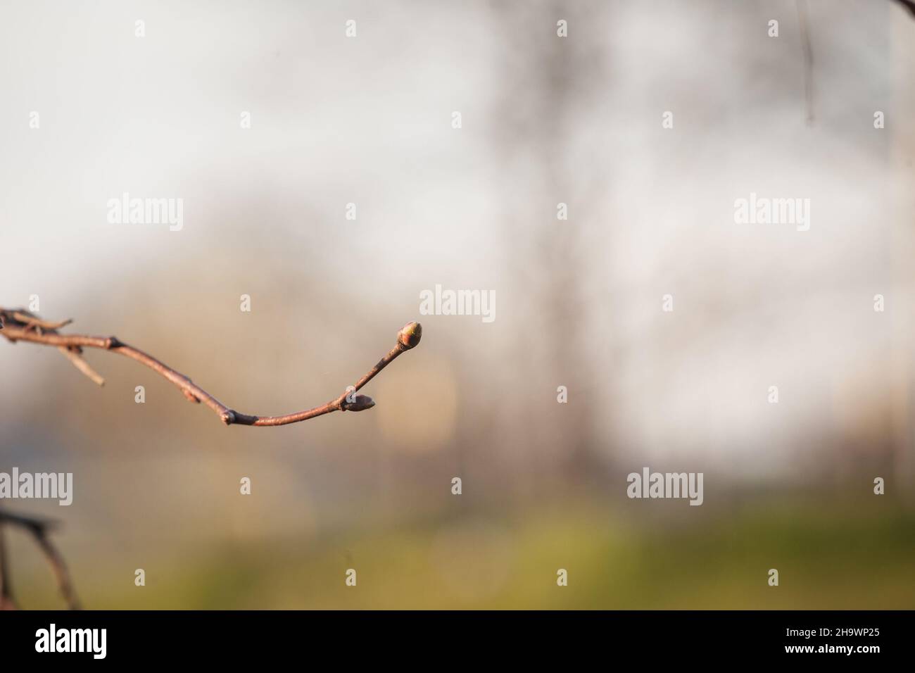 Picture of a tree budding in springtime Stock Photo - Alamy