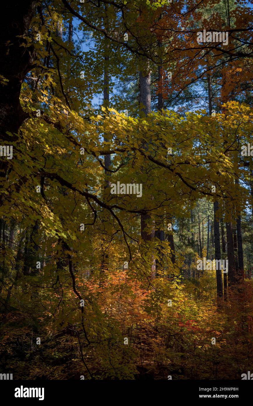 The filtered sunlight breaks through the the trees to illuminate the ...