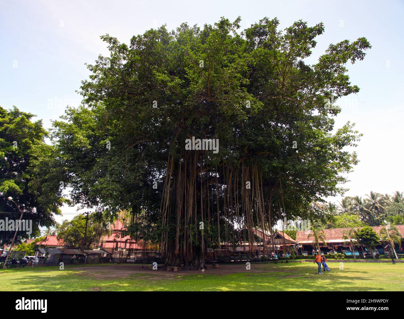 The huge banyan tree beside the Mendut Temple in Mendut village in ...