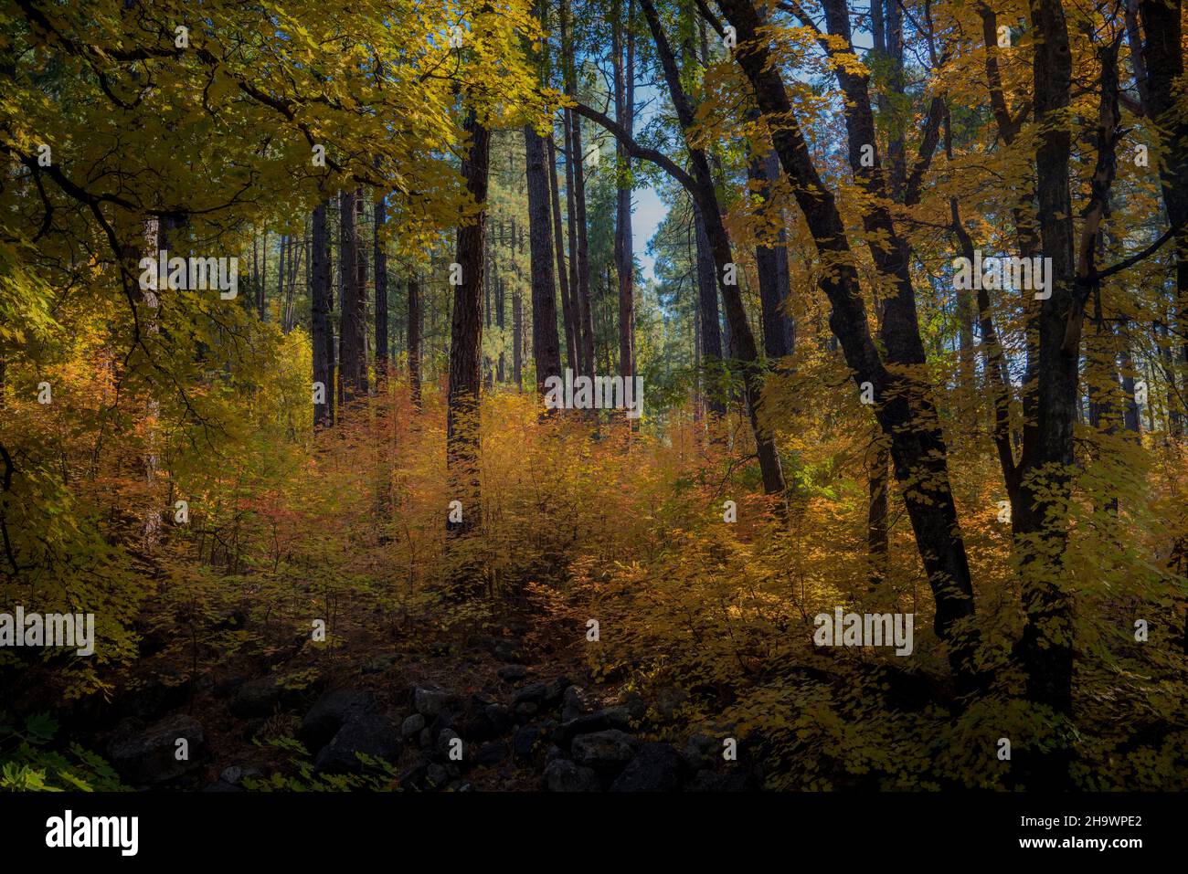 The filtered sunlight breaks through the the trees to illuminate the ...