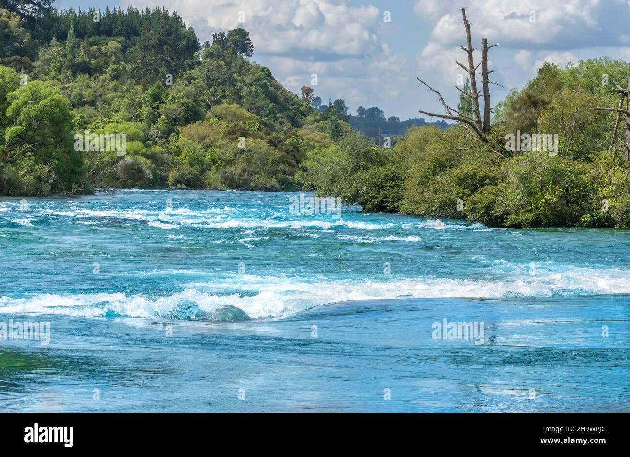 Surging water of Waikato river rushing between bush clad edges flowing ...