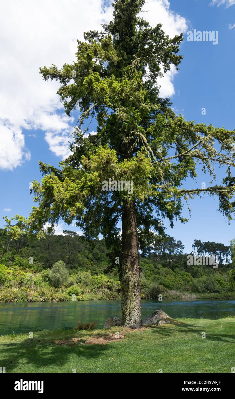 One tall tree hi-res stock photography and images - Alamy