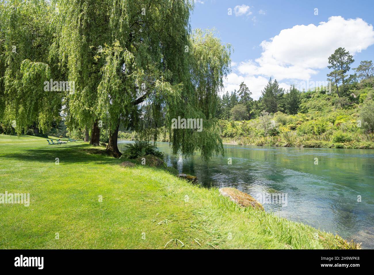 Weeping willow tree hangs over edge of Waikato River with view to ...