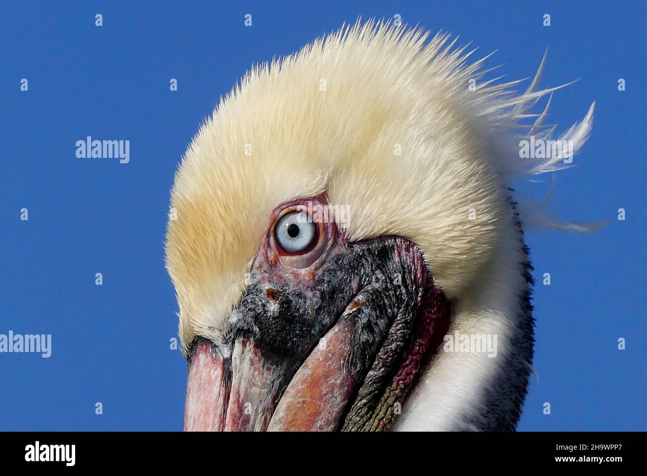 Pelican eye hi-res stock photography and images - Alamy