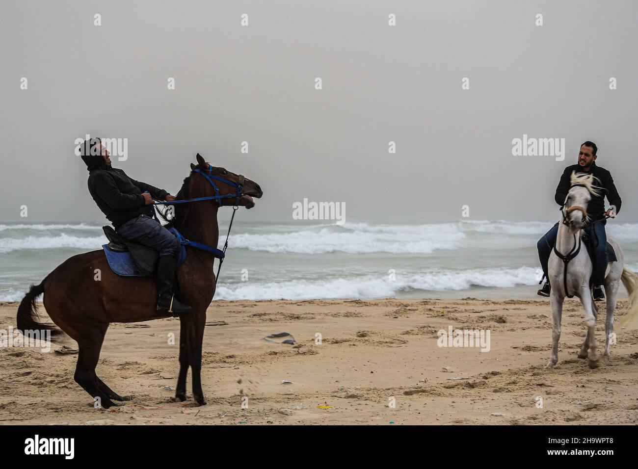 Palestine horses hi-res stock photography and images - Alamy