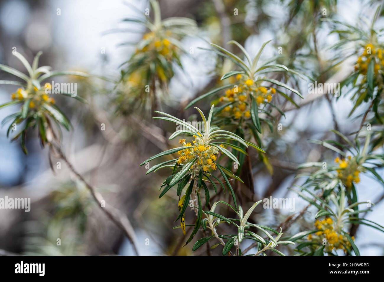 Natives plants and flowers growing in the bush in Australia Stock Photo ...