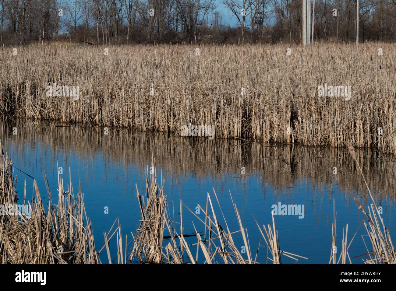Dry reed grasses in the lake Stock Photo - Alamy