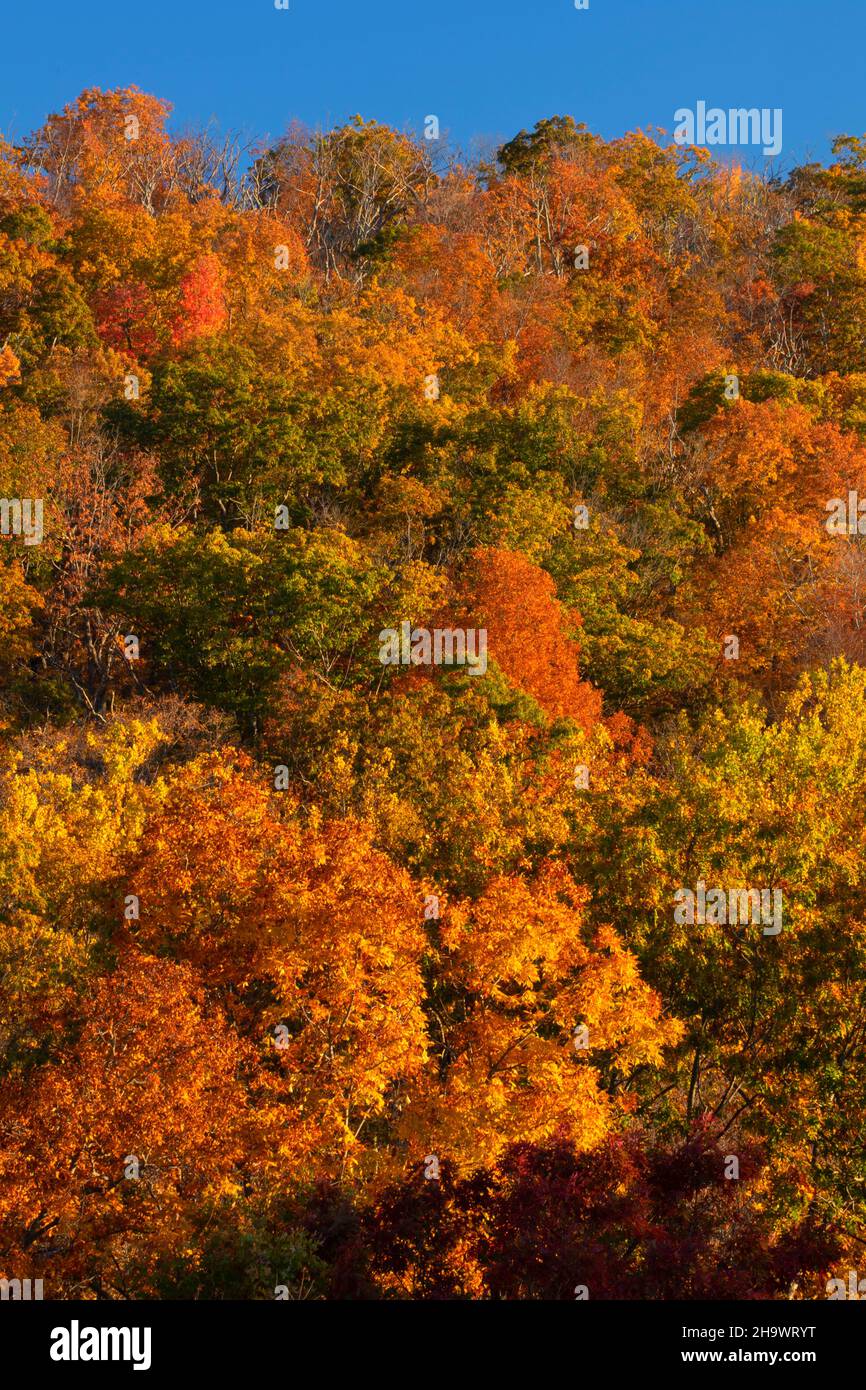 Woods in autumn, Cockaponset State Forest, Connecticut Stock Photo - Alamy