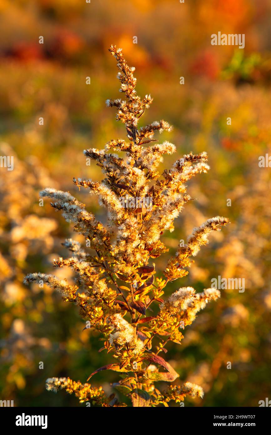 Goldenrod at seed, Cockaponset State Forest, Connecticut Stock Photo ...