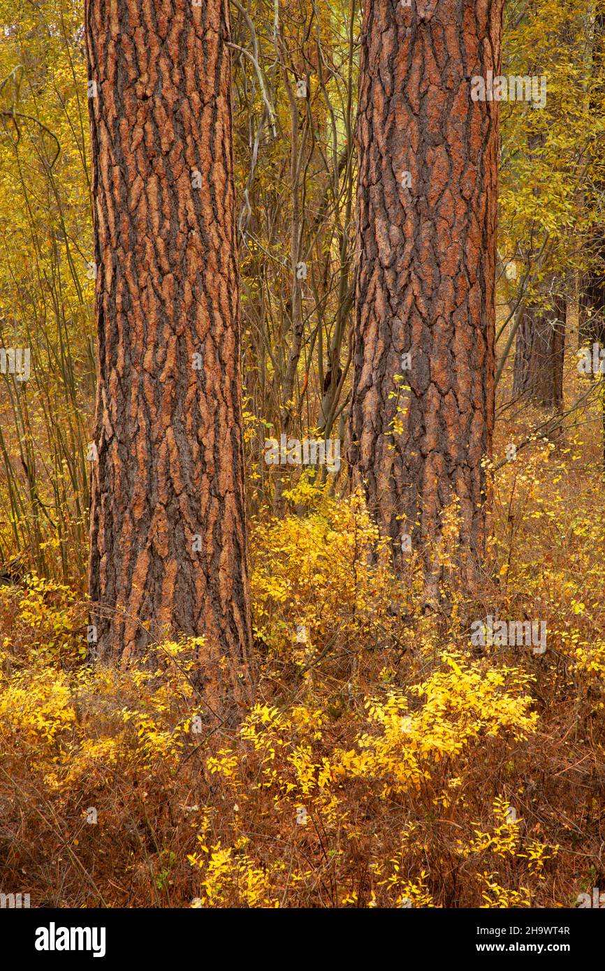Ponderosa pine (Pinus ponderosa) along Deschutes River Trail, Deschutes ...