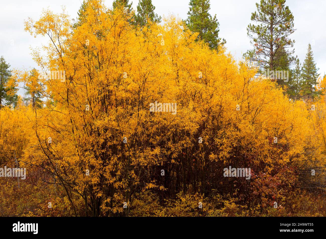 Willow in fall foliage along Deschutes River Trail, Deschutes Wild and ...
