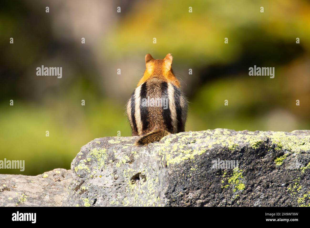 Golden-mantled ground squirrel (Spermophilus lateralis) at Charlton ...