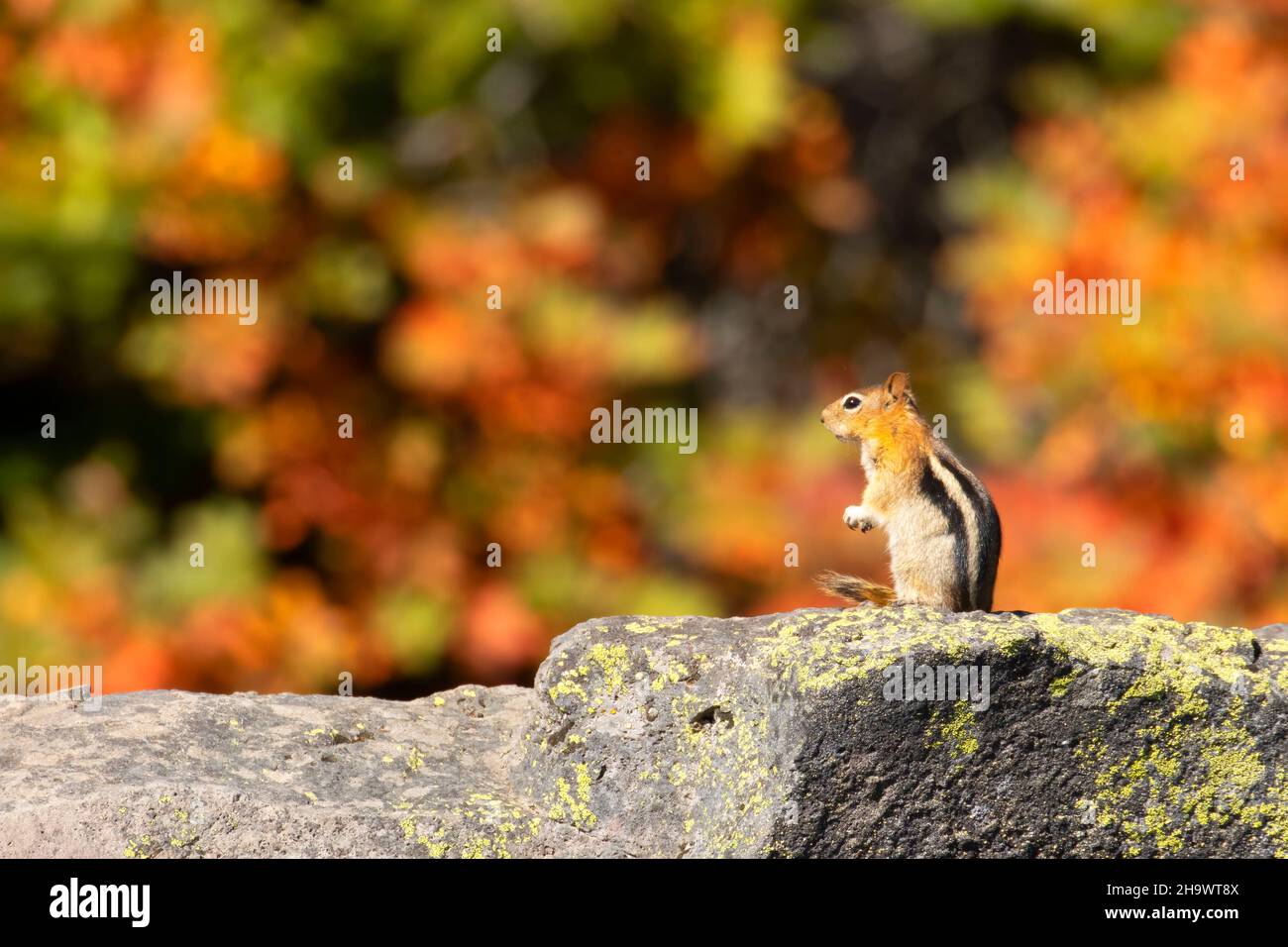 Golden-mantled ground squirrel (Spermophilus lateralis) at Charlton ...