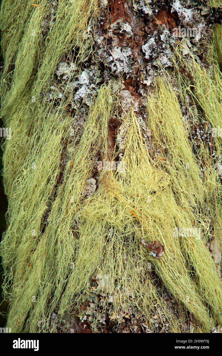 Pacific silver fir abies amabilis hi-res stock photography and images ...