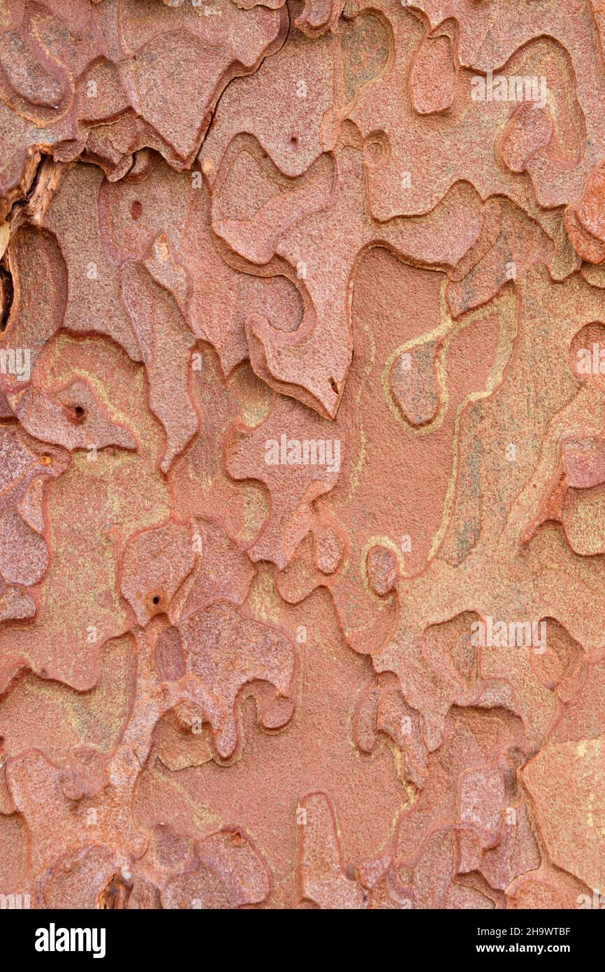 Ponderosa pine (Pinus ponderosa) bark, Smith Rock State Park, Oregon ...